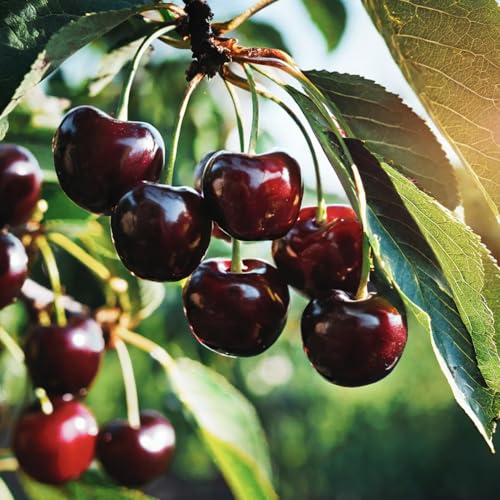 13 Most Common Types of Cherry Trees (With Pics) - Conserve Energy Future