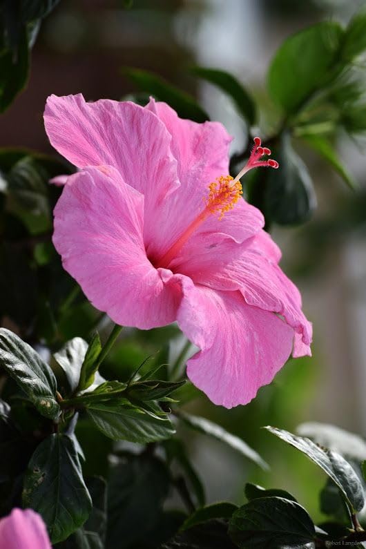 Ourplant Live Pink Hibiscus/Gudhal Double Flower 1 Healthy Live Plant ...