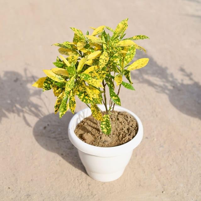 Baby Croton Gold Star in 8 Inch easily Winter season Plant Classy White ...