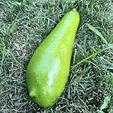 Long Neck Avocados | The Green Head