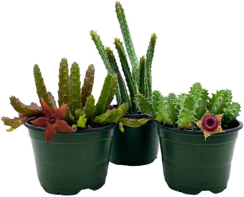 Amazon.com : Starflower Plant - Live Plant in a 4 Inch Pot - Stapelia ...