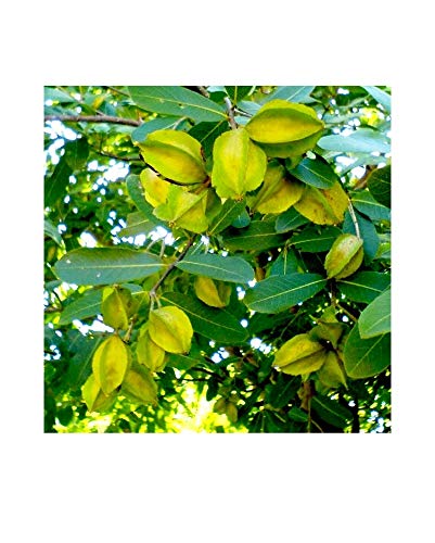 Famous Garden Live Arjuna/Terminalia Arjuna Fruit Plant WIth Pot ...