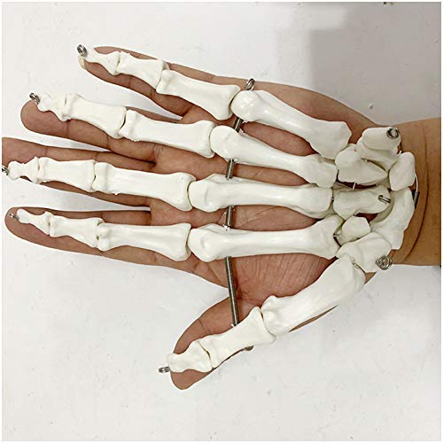 Buy Anatomy Models Palm Skeleton Model Educational Model Hand Joint ...