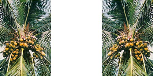 Tropical Rare" West Coast Tall Coconut" 1 Healthy Fruit Live Plant ...