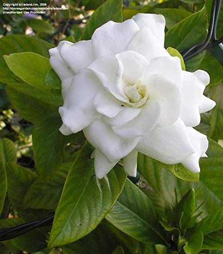 LushGreen Dwarf Rare Gardenia/Cape Jasmine Gandharaj Live Flower Plant ...