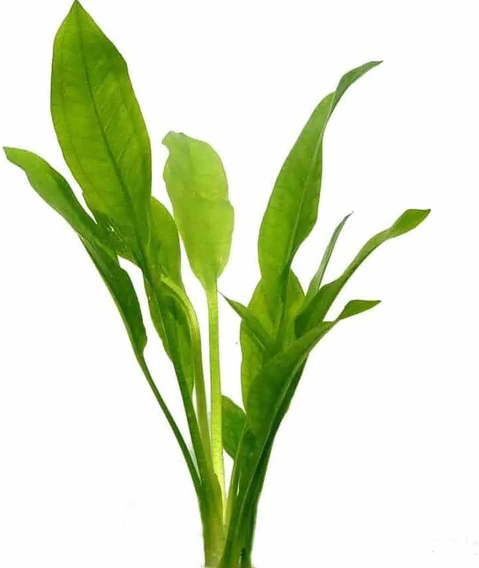 Amazon Sword - Echinodorus Amazonicus - Live Aquarium Plant : Amazon.ca ...