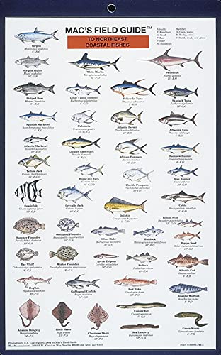 Mac's Field Guides: Northeast Coastal Fish (Mac's Guides (Paperback ...