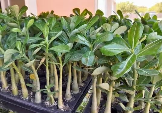 Natura GreenHouse Hybrid Adenium Live Plant Pack Of Four (pack of 4 ...