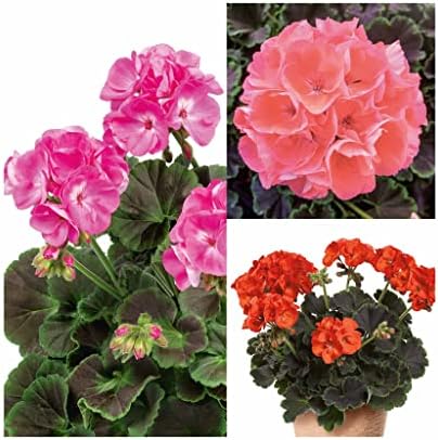 Geranium Chocolate Collection - 6 Starter Plants-Geraniums .Fantastic ...