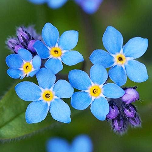 Amazon.com : UtopiaSeeds Forget Me Not Seeds - Approximately 5000 Seeds ...