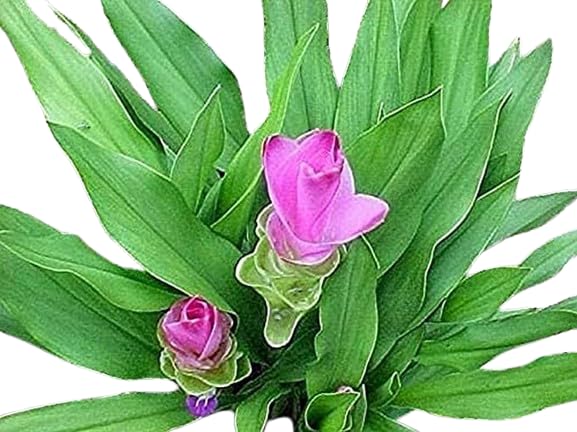 MANISHA'S DAFFODILS Unique Herbs Mango Ginger Amba Haldi Curcuma Amada ...