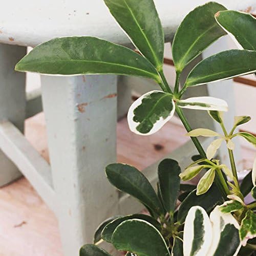 Amazon.com : Schefflera arboricola 'Moondrop' Plant 6" : Patio, Lawn ...