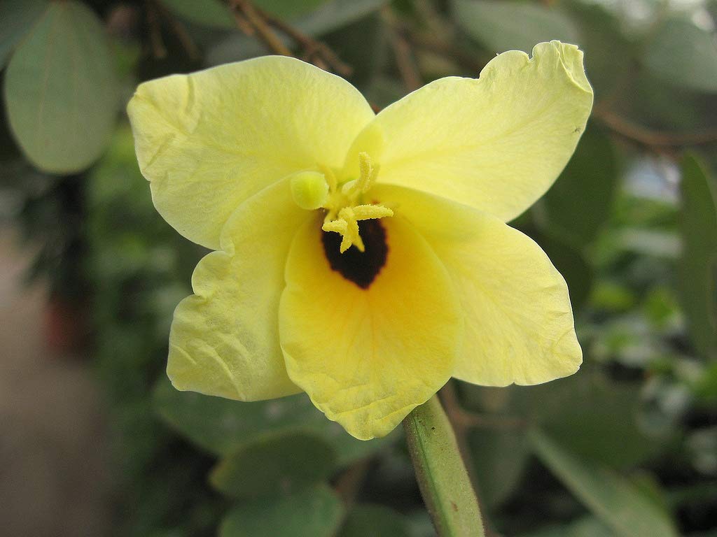 Yellow Orchid Flower Tree