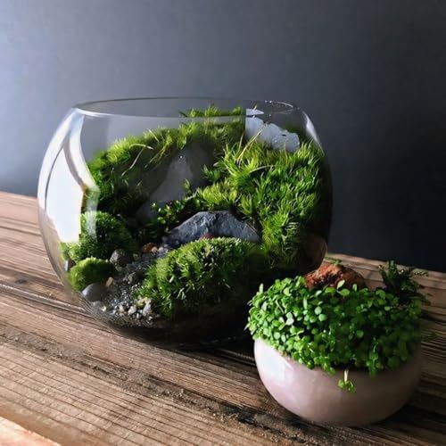 Shobhana Enterprises Clear Glass Fish Bowl Vase for Home Decor ...