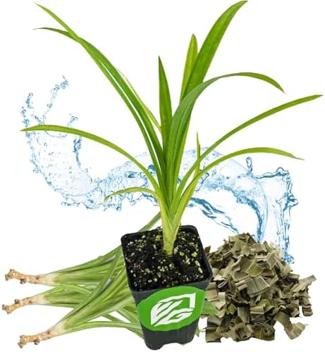 Amazon.com : Pandan Live Plant - Pandanus Amaryllifolius - Wellspring ...