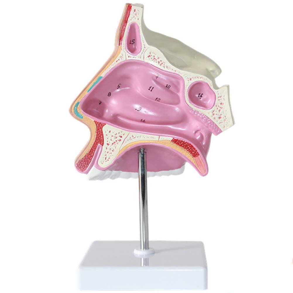1 1 Human Nasal Cavity Anatomy Model Medical Nose Cavity | Desertcart INDIA