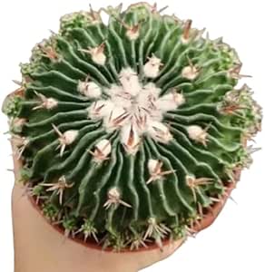 Amazon.com : Stenocactus multicostatus About 2 inch : Patio, Lawn & Garden