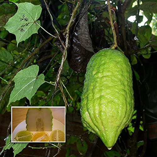 Nursery Live Citrus Ganapathi Naragam (Seedling) Fruit Live Plant ...