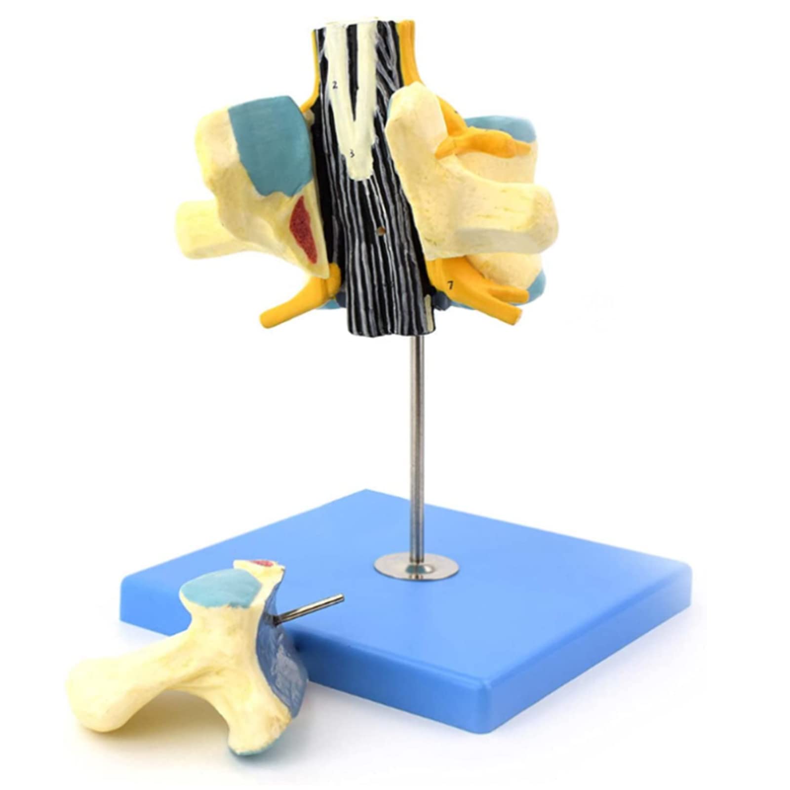 Buy XHLLX Anatomy Model Educational Model Human Lumbar Spinal Cord And ...