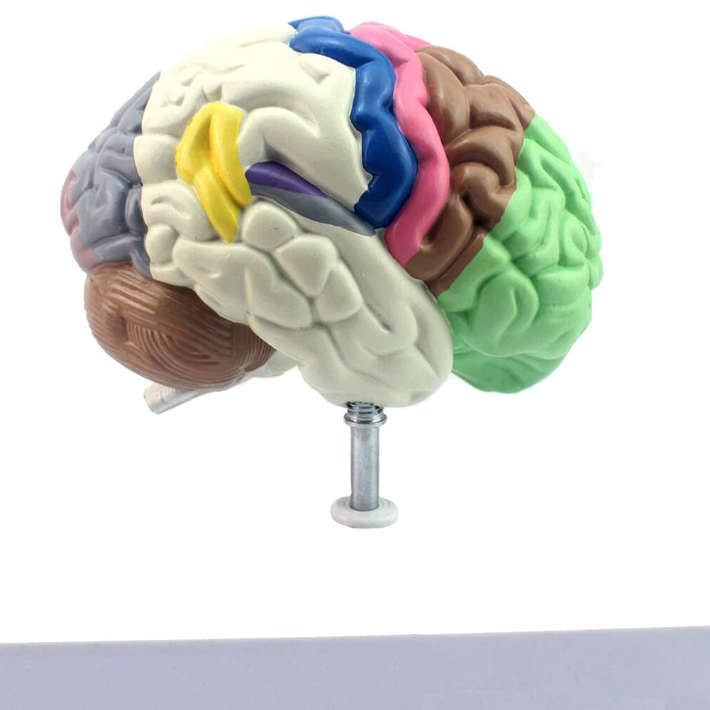 Buy Anatomical Model of Human Brain morphological Human Skeleton Model ...