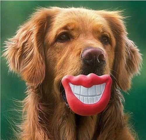 Cheesy Smile With Animal