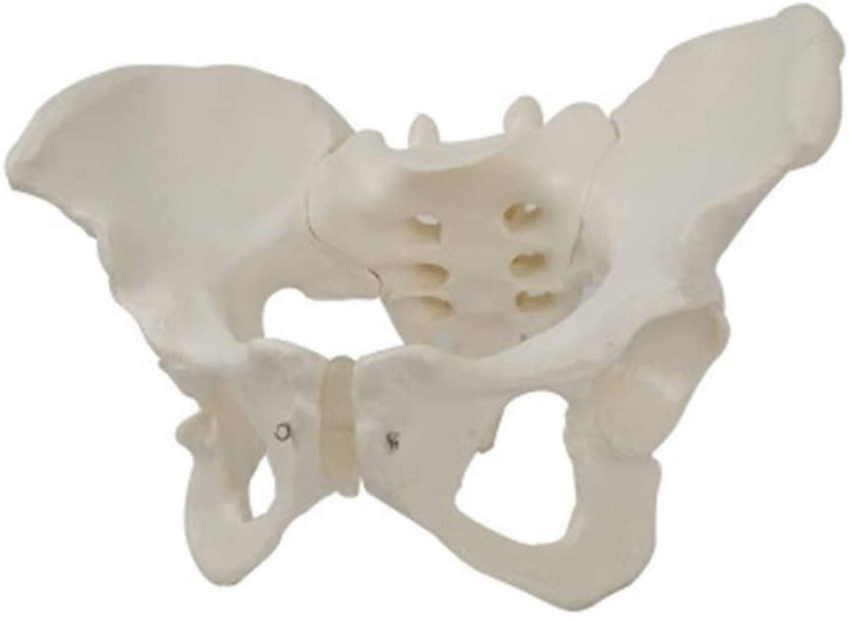Scientific Skeletal Model Of The Female Pelvis Cast From A Real ...