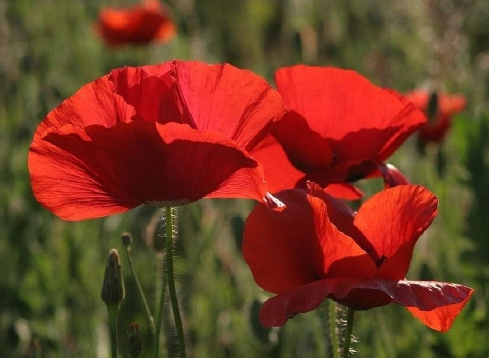 Papaver Rhoeas Corn Flanders Field Poppy - 7000 seeds : Amazon.co.uk ...