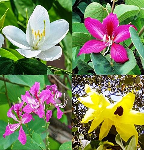 Dwarf kanchan flower live plant for Planting Pack of 1 : Amazon.in ...
