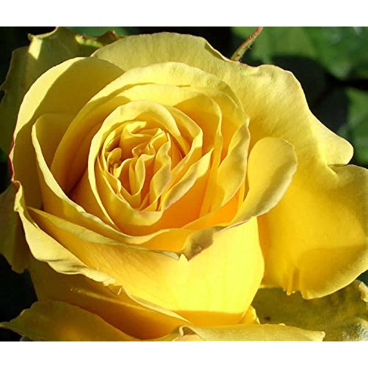 Buy Yellow Rose Perennial Flower Seeds Online Botswana | Ubuy