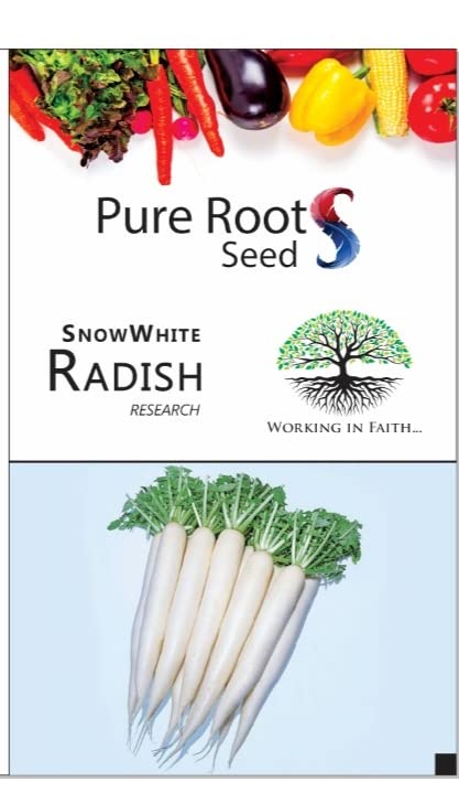 Pure Root Seed Snow White Radish (Research) Radish Seeds Root Vegetable ...
