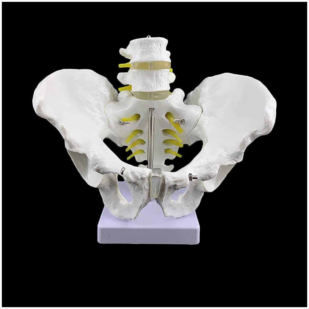 Buy Human Lumbar Spine with Pelvis Model - Human Pelvis Anatomical ...