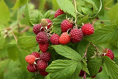 Raspberry Plant - Double Fruiting 'Twotimer Sugana Red' - Rare Variety ...