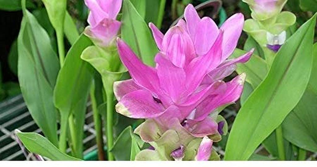 Creative Farmer Curcuma Better Known As "Mango Ginger" Medicinal Plant ...