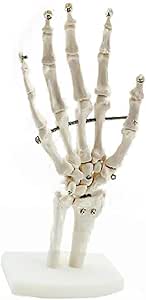 Amazon.com: Teaching Model,Human Hand Skeleton Model, Hand Joint ...