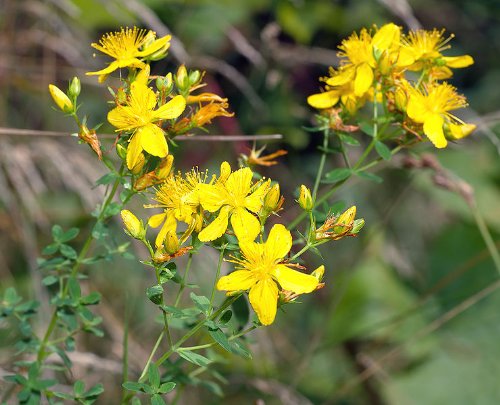 Hypericum - How to grow & care