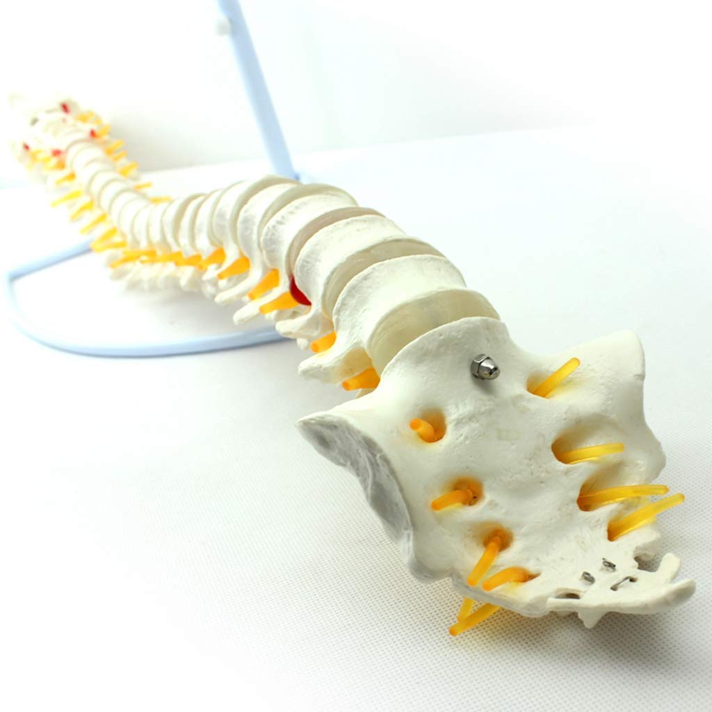 Buy Educational Model Spinal Model Medical Anatomical Lumbar Spine ...