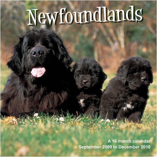 Newfoundlands 2010 Wall Calendar: Magnum: 9781602546011: Amazon.com: Books