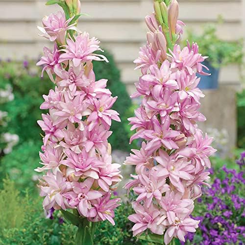 Amazon.com : Pink Tuberose Seeds Fragrant Perennial Showy Cut Flowers ...