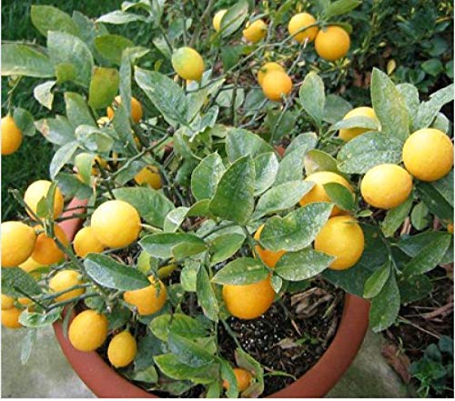 Plant House Live Sharbati Nimbu/Lemon/Nimboo Plant With Pot : Amazon.in ...