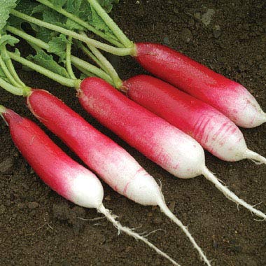 Creative Farmer Vegetable Seeds Mullangi Seeds - Radish Half Red Seeds ...