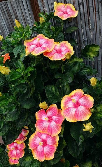 Florona Rare Chemparathi Plant Exotic Hibiscus ' Peach & Pink ' 1 ...