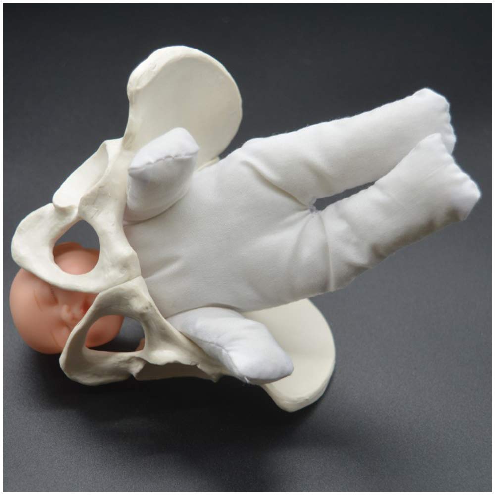 Buy Whp Female Pelvis Childbirth Model - Mini Female Pelvis And Baby ...