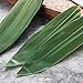 Amazon.com | 100 pcs Sushi Bamboo Leaf - Banana Leaves Make Zongzi Kit ...