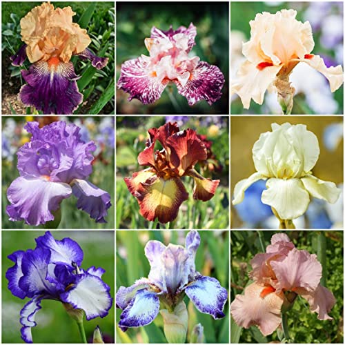 Que son bulbos y ejemplos [Tu Huerto y tus semillas] 2023