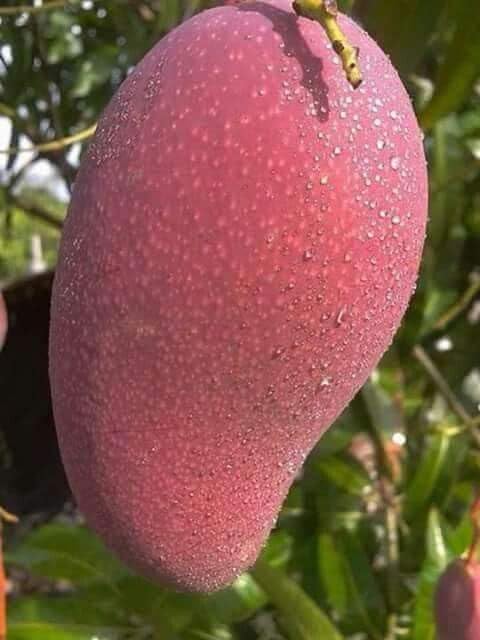 Kisan Nursery King of Chakapat Mango Live Plant : Amazon.in: Garden ...