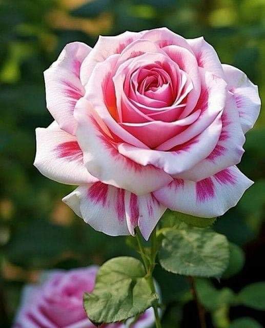 Samrat Gardens Grafted Climbing Rose Plant" Moonlight" multi-colour ...