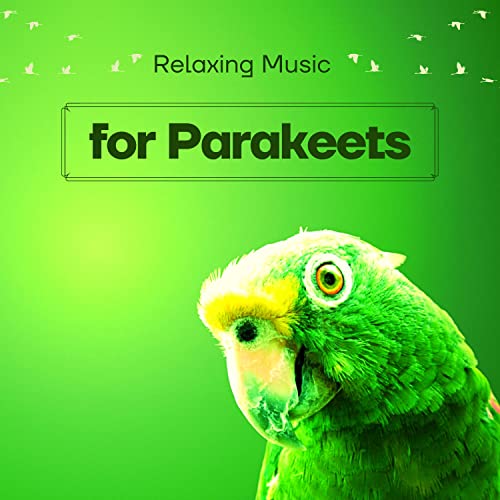 Play Relaxing Music for Parakeets by Calming Anxiety on Amazon Music