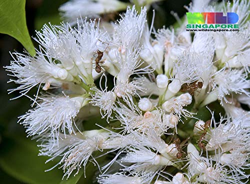 Arlo Rare Fruit Live Plant - Tropical Rare Fruit Syzygium zeylanicum ...