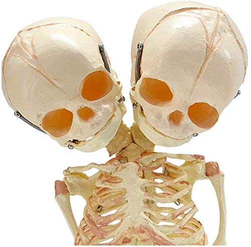 Lnddp Infant Skeleton From Model Life Size Fetal Skull Two | Desertcart ...