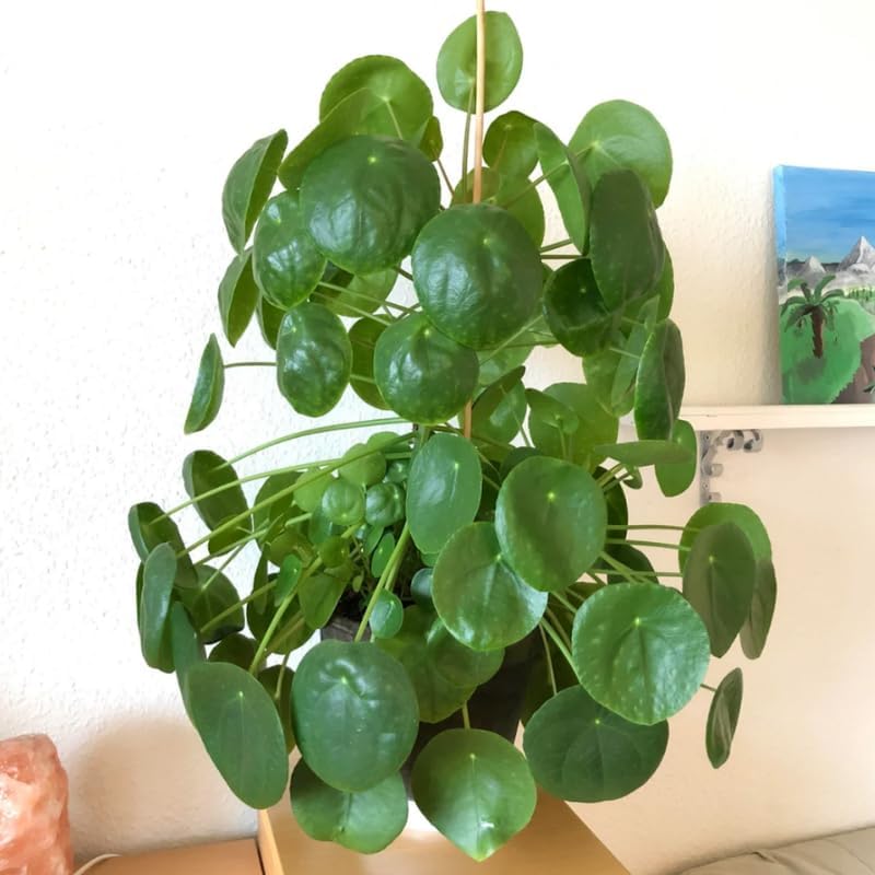 Amazon.com : Pilea Peperomioides Live, Pilea Peperomioides Plant Indoor ...